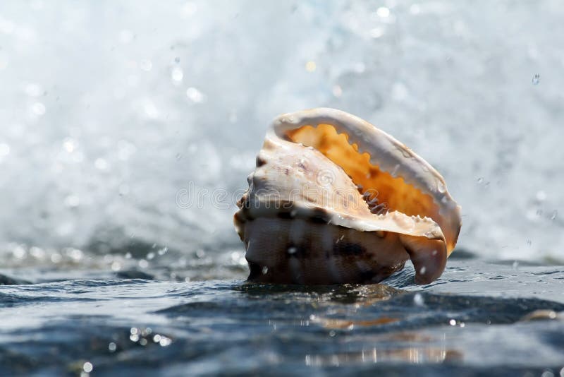 Shell in the water stock photo. Image of shore, blue - 16740138