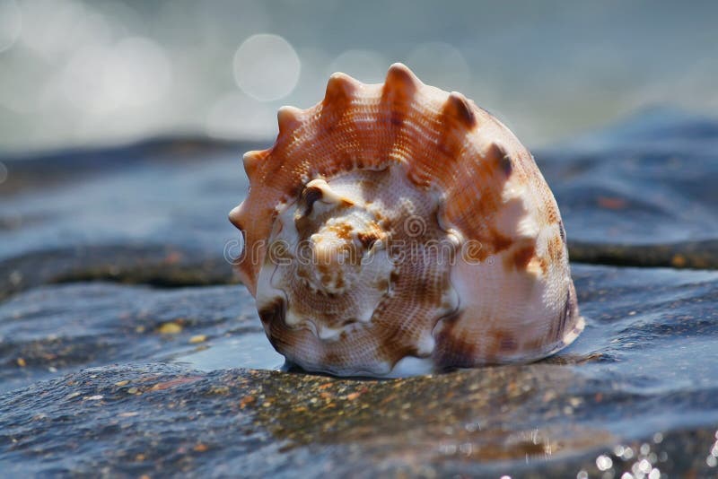 Shell in the water stock photo. Image of shore, blue - 16740138