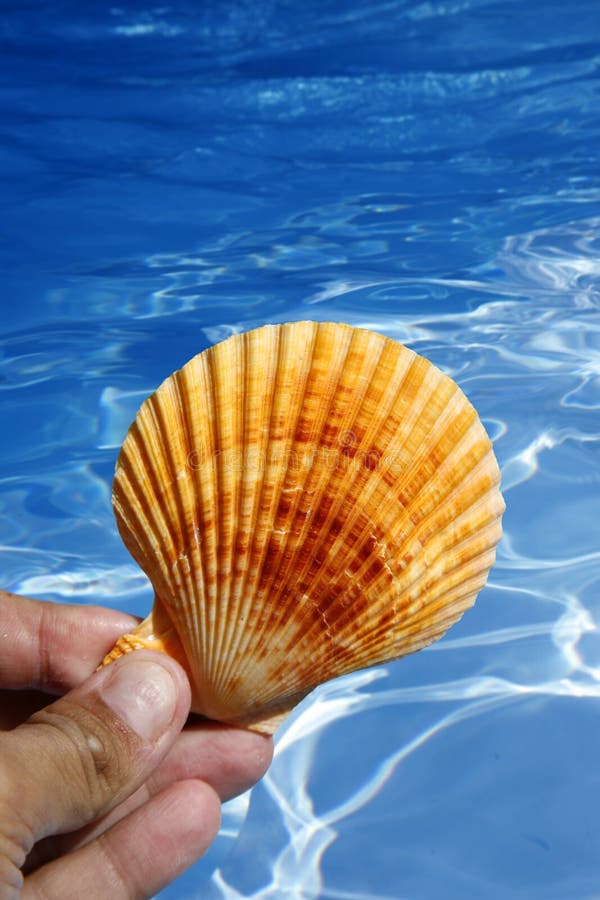 Shell and Water stock image. Image of conch, finger, pool - 3007511