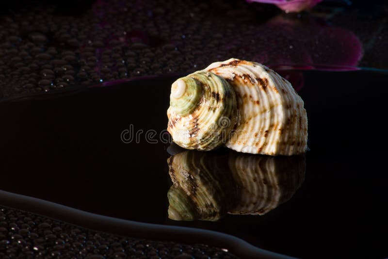 Shell stock photo. Image of bamboo, flowers, orchid, blue - 87273650