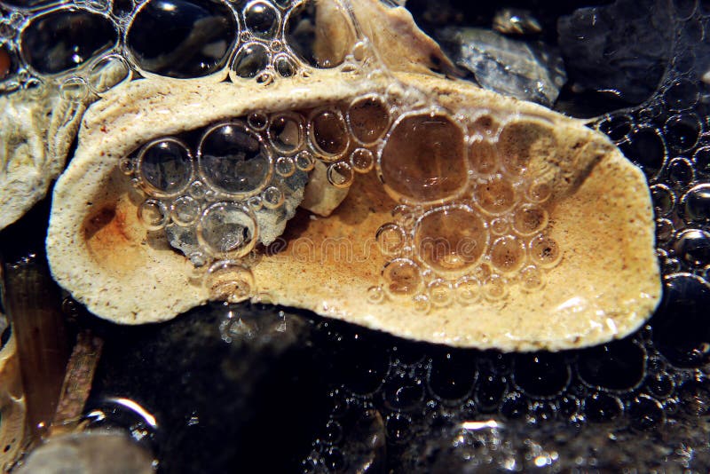 Shell stock photo. Image of yellow, grey, calm, vacation - 85153384