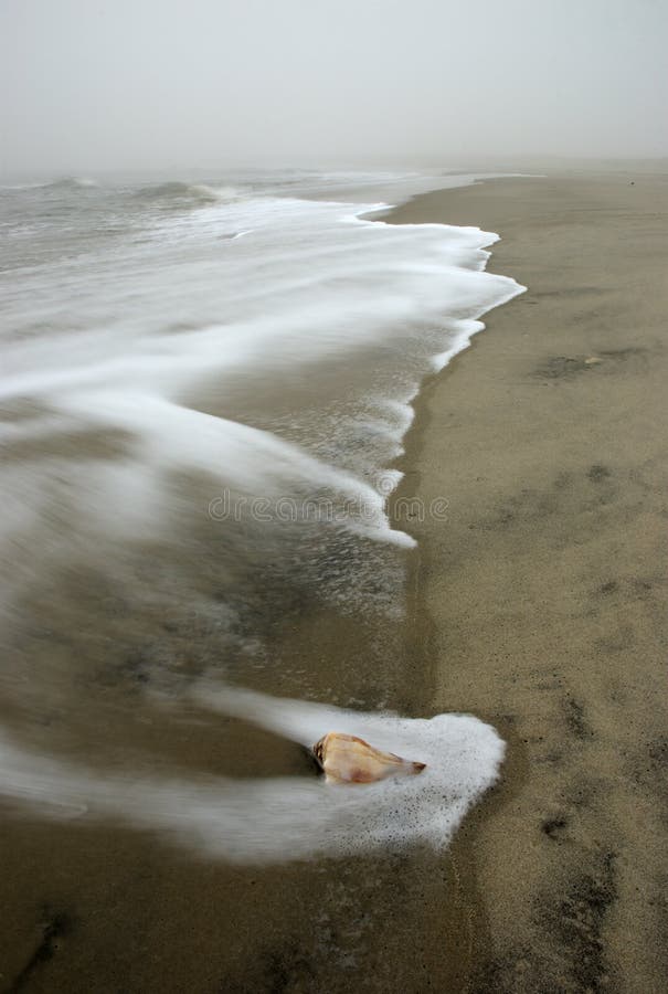 Shell and wave stock photo. Image of shell, beach, sand - 2503614