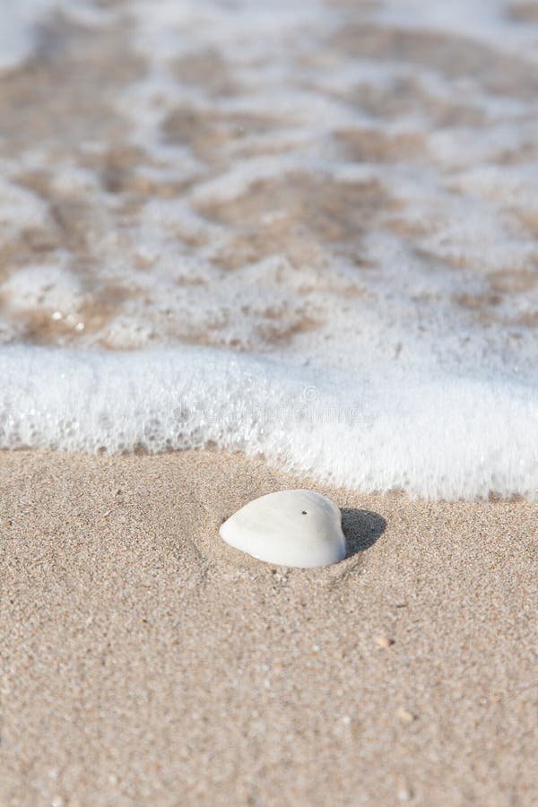 Shell with Wave stock image. Image of wave, surf, blurred - 30890393