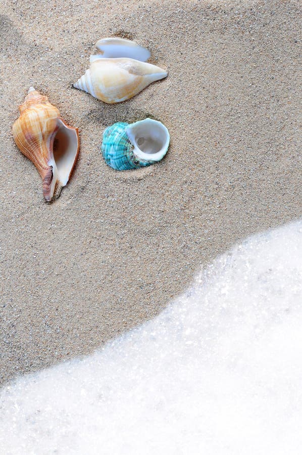 Shell and waves stock photo. Image of aquatic, conch - 19589596