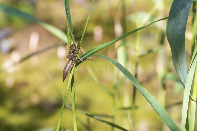 The Shell from Which the Dragonfly Hatched. the Shell is on the Stalk ...