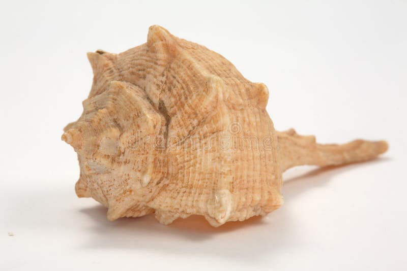 Shell in white stock photo. Image of water, white, shore - 1439936