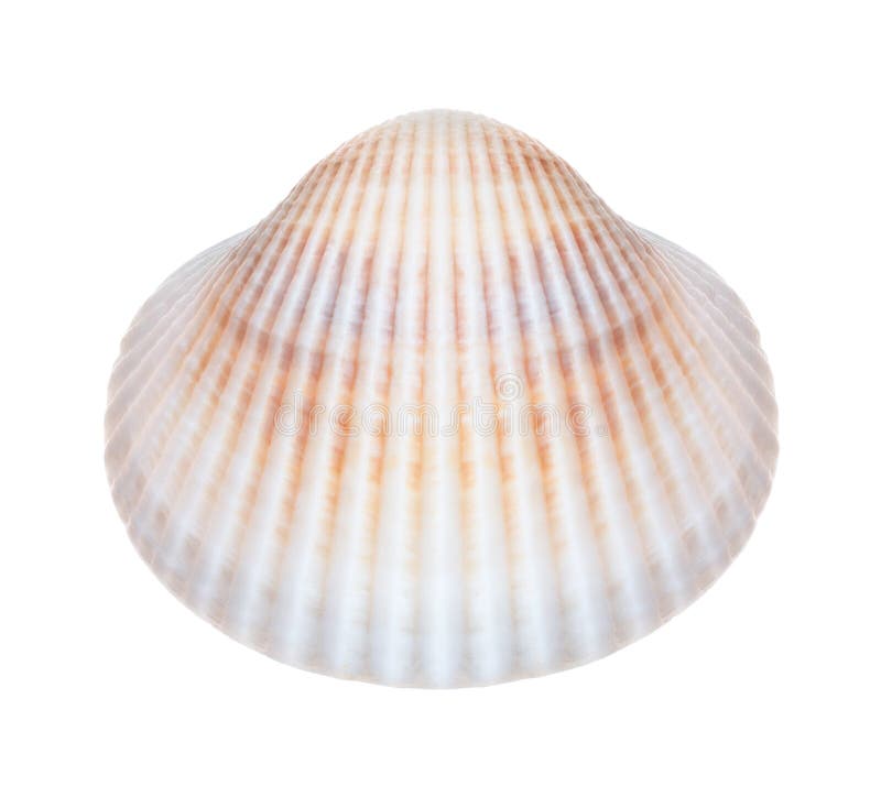 Shell on a White Background Stock Photo - Image of mollusc, close: 22376372
