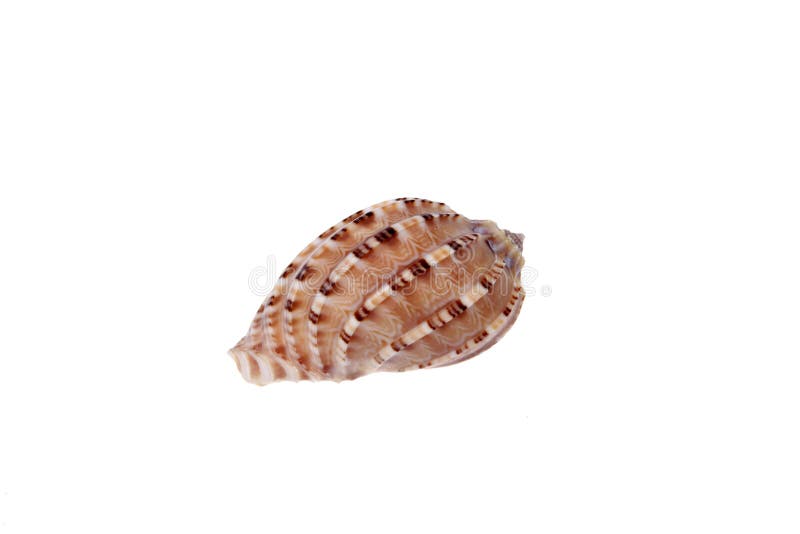 Shell, White Background, Close-up Stock Image - Image of mollusk ...