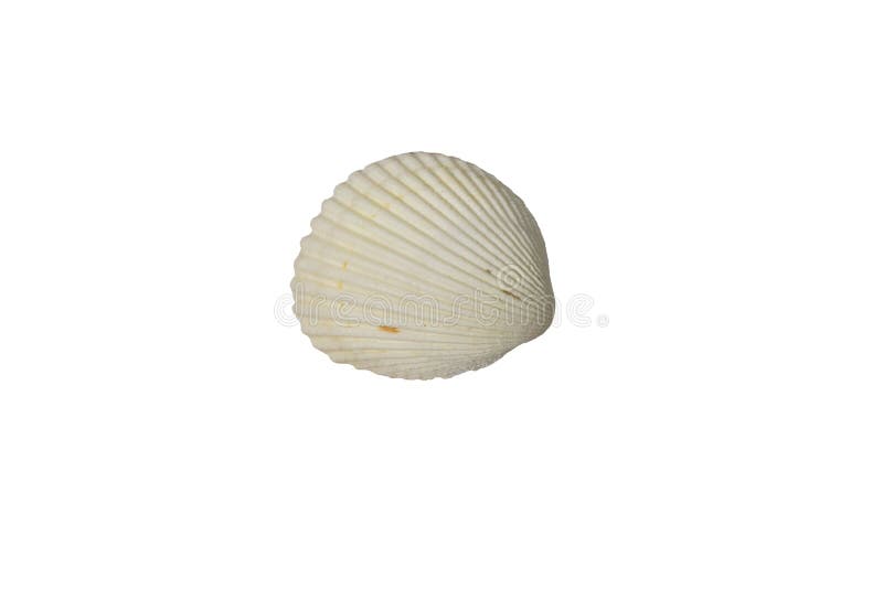 Shell on white background stock photo. Image of round - 144206558