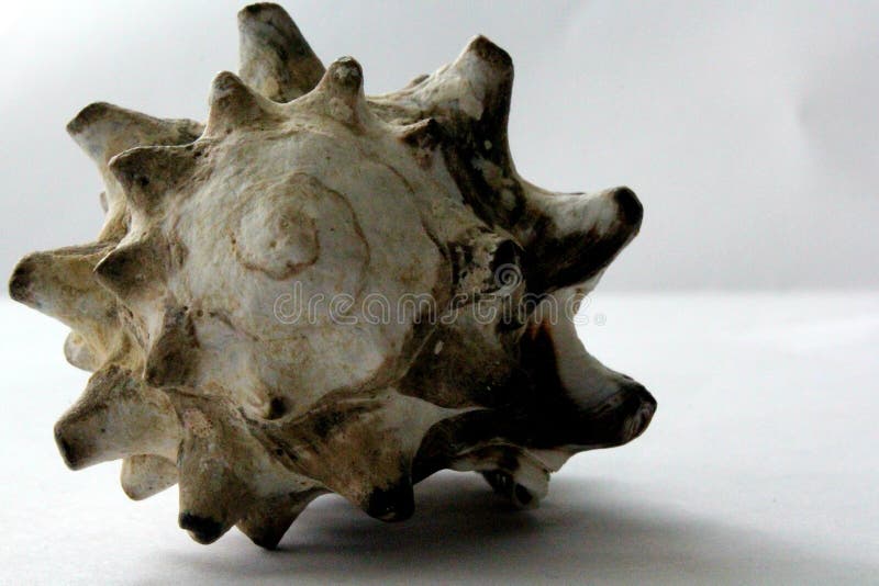 Shell on a White Background Stock Image - Image of nature, texture ...