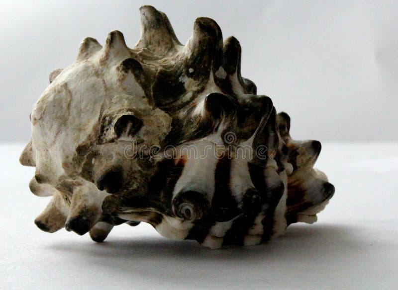 Shell on a White Background Stock Image - Image of detail, marine ...