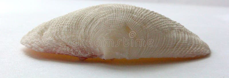 Shell on a White Background Stock Photo - Image of background, nature ...