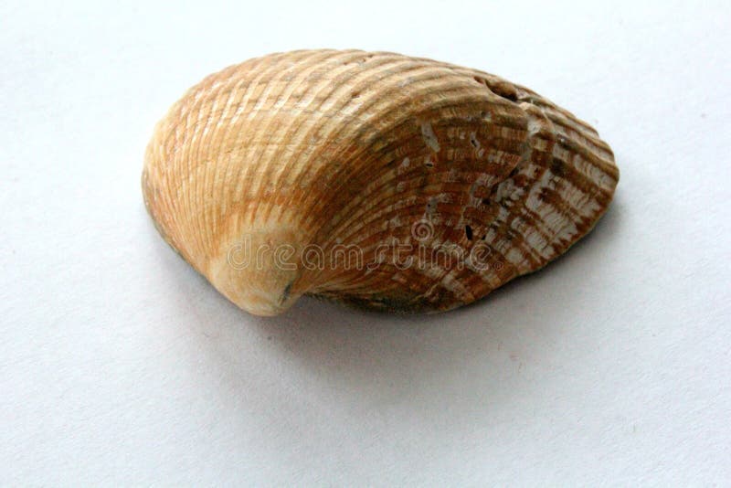 Shell on a White Background Stock Photo - Image of texture, white ...