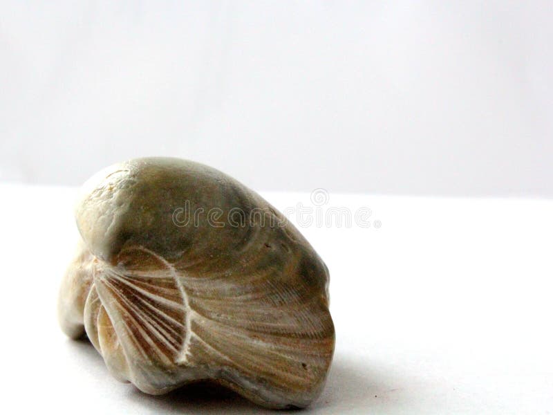 Shell on a White Background Stock Image - Image of marine, shell: 242221871