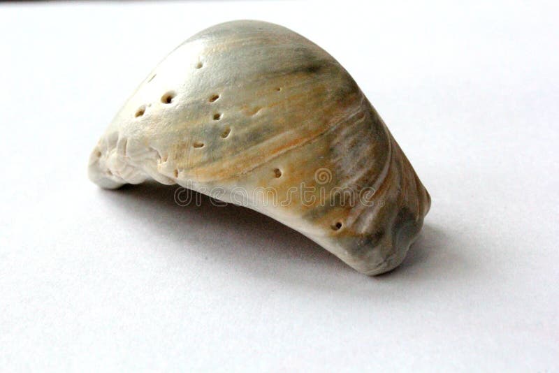 Shell on a White Background Stock Image - Image of covering, marine ...