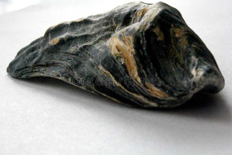 Shell on a White Background Stock Image - Image of white, isolated ...