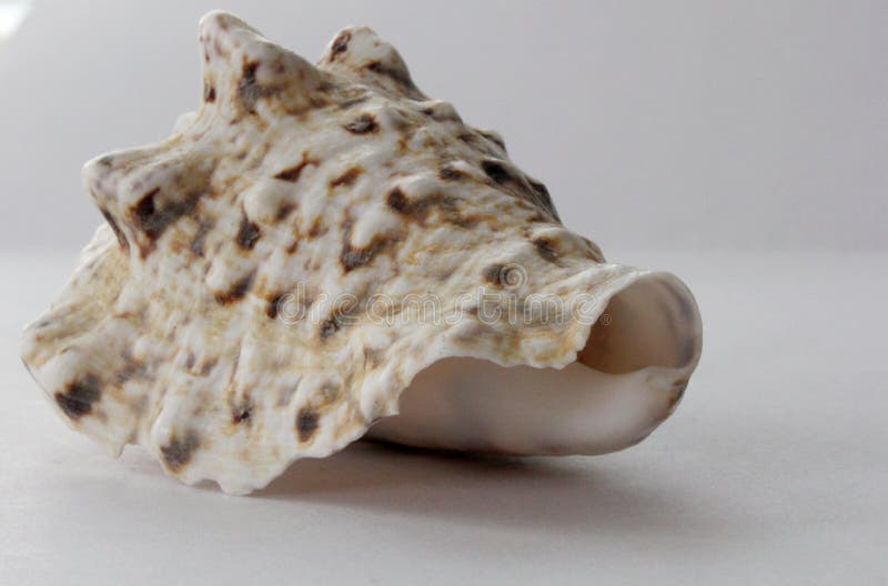 Shell on a White Background Stock Photo - Image of background, nature ...