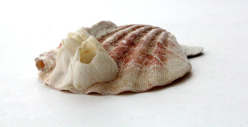 Shell on a White Background Stock Photo - Image of shell, isolated ...