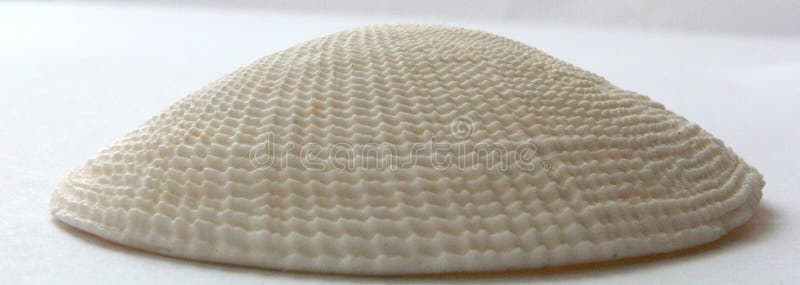 Shell on a White Background Stock Photo - Image of marine, texture ...