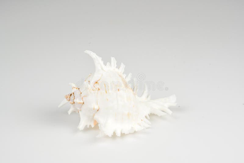 Shell on the White Background Stock Image - Image of closeup, wildlife ...
