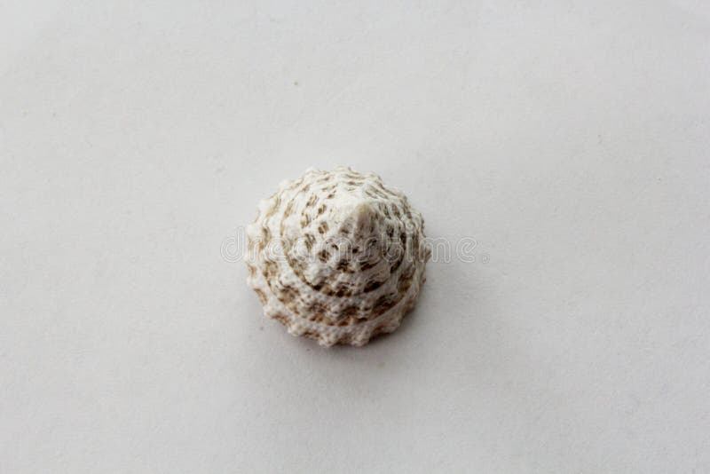 Shell on a White Background Stock Image - Image of covering, nature ...