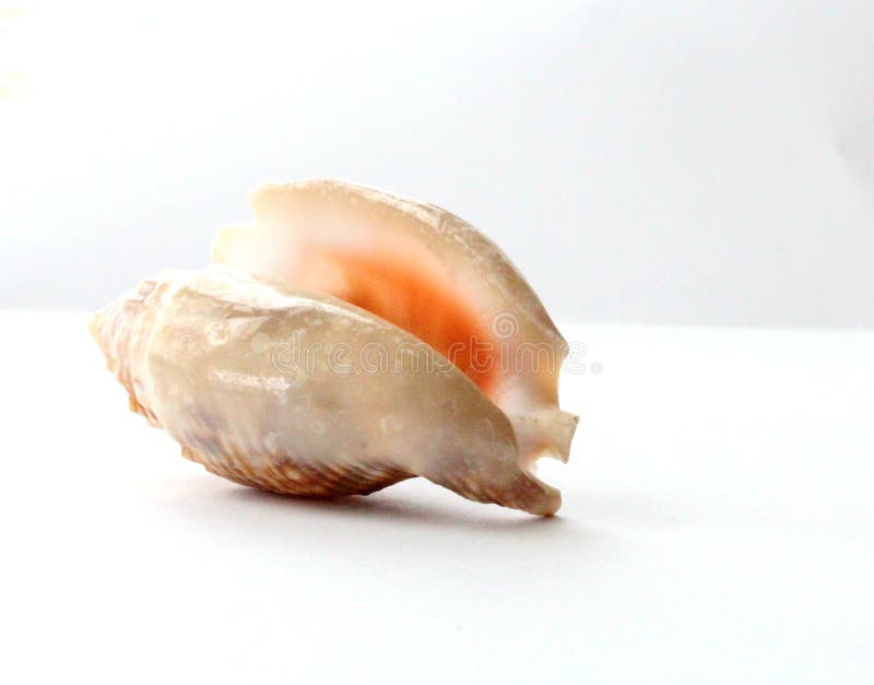 Shell on a White Background Stock Image - Image of white, texture ...