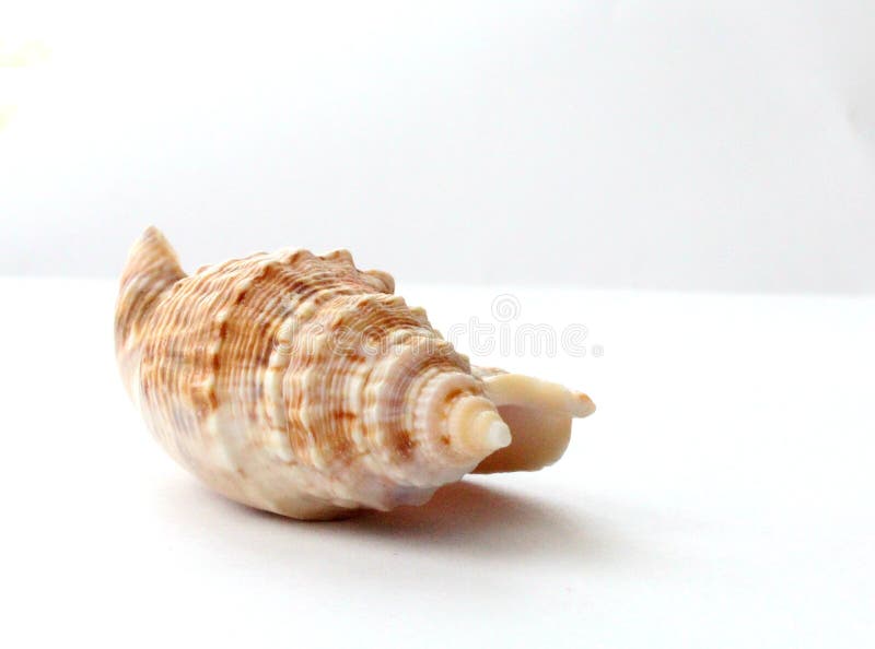 Shell on a White Background Stock Photo - Image of texture, white ...