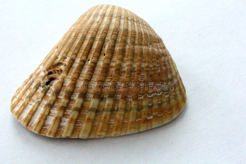 Shell on a White Background Stock Image - Image of covering, nature ...