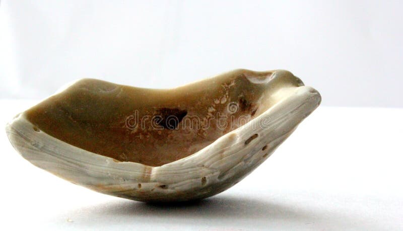 Shell on a White Background Stock Photo - Image of texture, marine ...