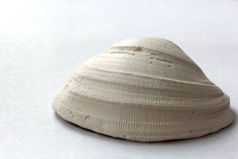 Shell on a White Background Stock Image - Image of detail, nature ...