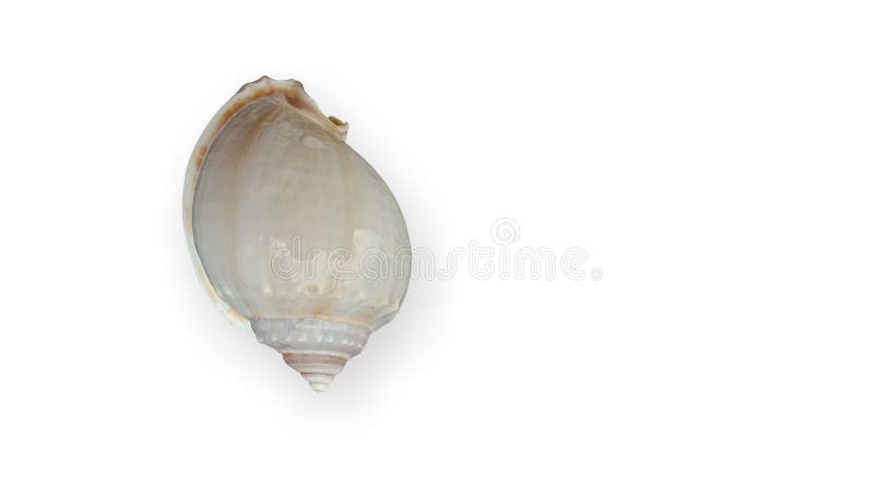 Shell with White Background Wallpaper, Stock Illustration ...
