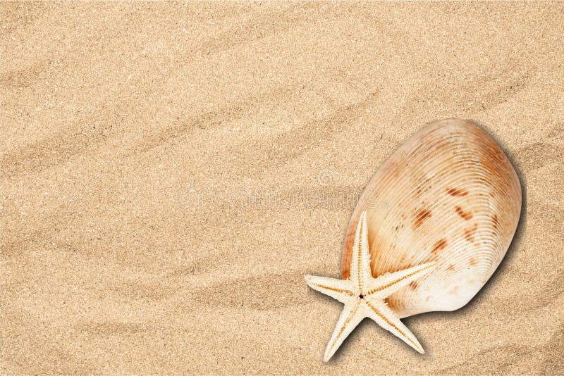 Shell stock image. Image of cowrie, closeup, white, shot - 58894891