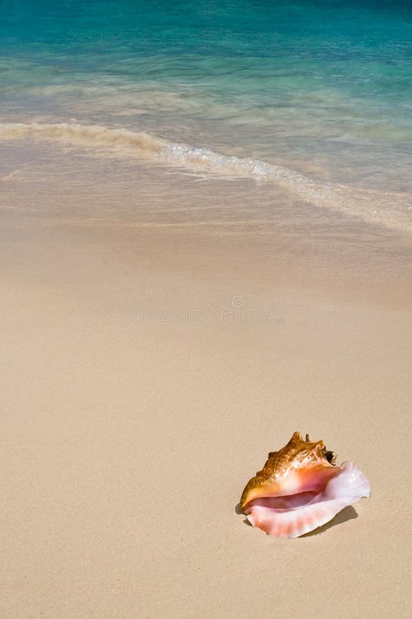 Beach Sea Snail Tropical White Sand Closeup Macro Stock Photo - Image ...