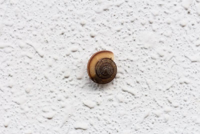Shell on White Concrete Wall Stock Photo - Image of color, cement: 62146436