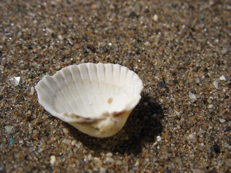 Shell stock image. Image of shape, grains, pearl, nacre - 60329309