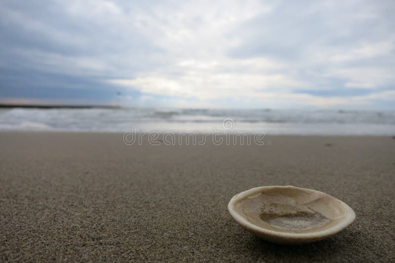 Shell stock photo. Image of nacre, surface, shell, storm - 61484506