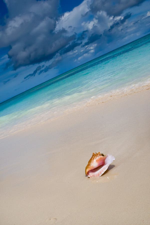 Shell on a White Sand Beach Near Blue See Stock Photo - Image of ...