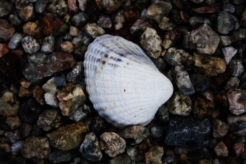 Shell stock image. Image of summer, brown, grey, white - 79608215