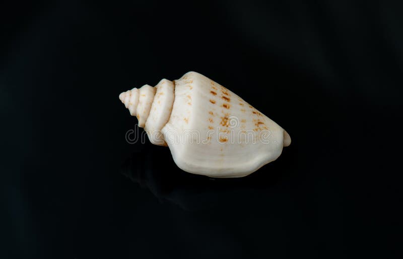 Pointy Sea Shell Stock Photos - Free & Royalty-Free Stock Photos from ...