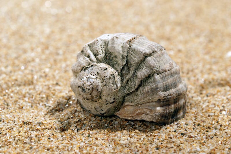 Shell y arena foto de archivo. Imagen de animales, cubo - 32180242
