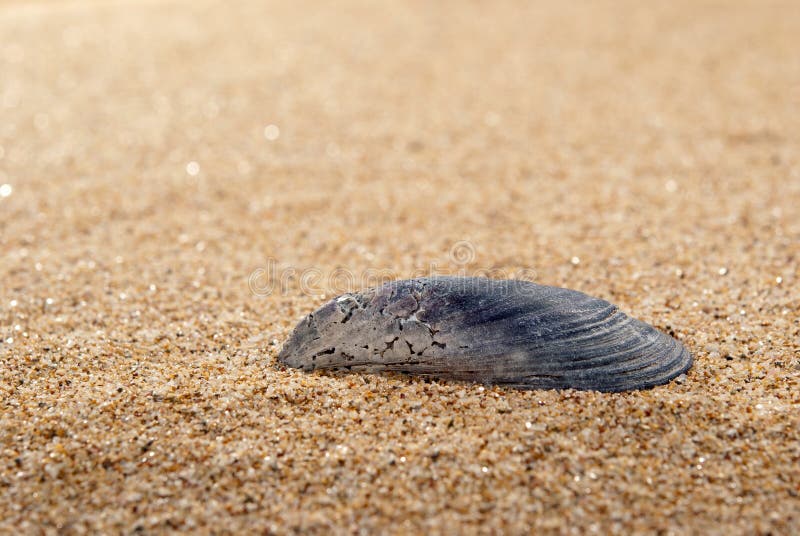 Shell y arena foto de archivo. Imagen de cubo, playa - 32180286