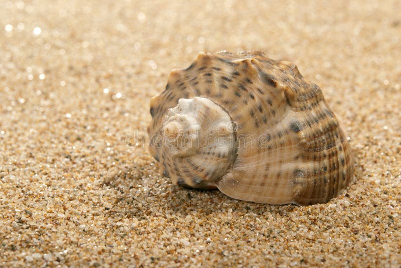 Shell y arena imagen de archivo. Imagen de neutro, detalle - 32180393