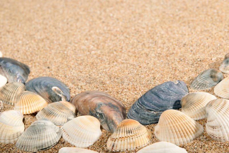Shell y arena imagen de archivo. Imagen de clima, animales - 32180531