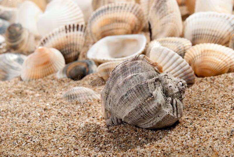 Shell y arena foto de archivo. Imagen de marco, animales - 32180688