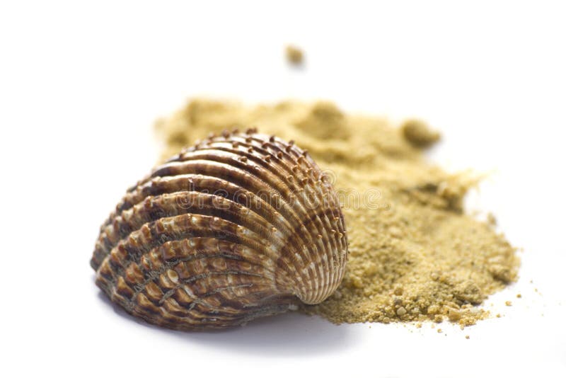 Shell Y Arena Aislados En Blanco Foto de archivo - Imagen de clima ...
