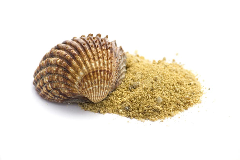 Shell Y Arena Aislados En Blanco Imagen de archivo - Imagen de macro ...