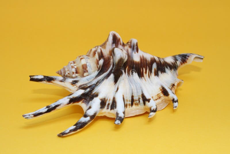 Shell on Yellow stock image. Image of life, marine, beach - 4954457