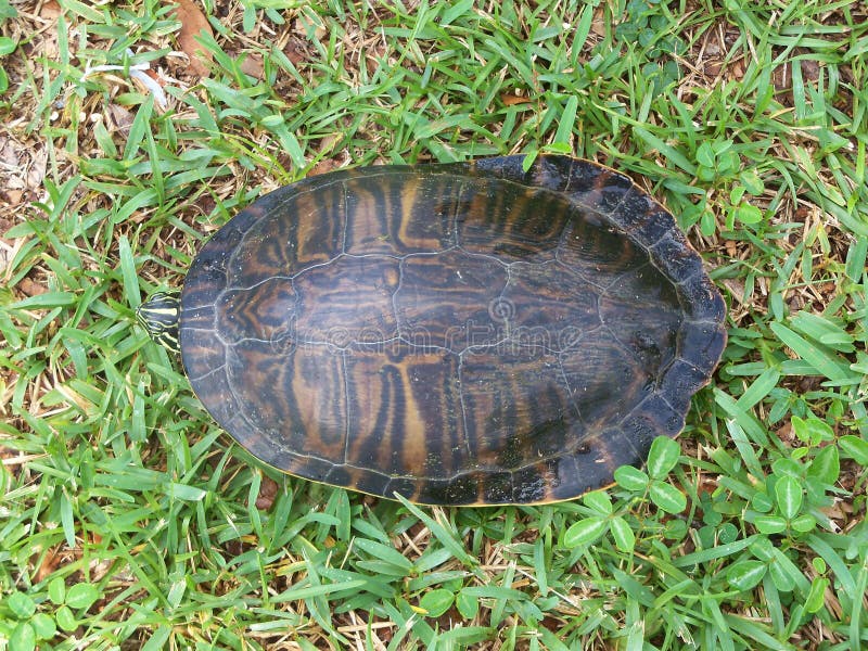 442 Yellow Bellied Slider Turtle Stock Photos - Free & Royalty-Free ...