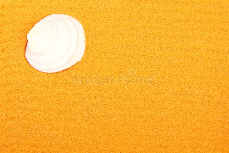 Shell on a yellow sand stock image. Image of nature, striped - 31060077