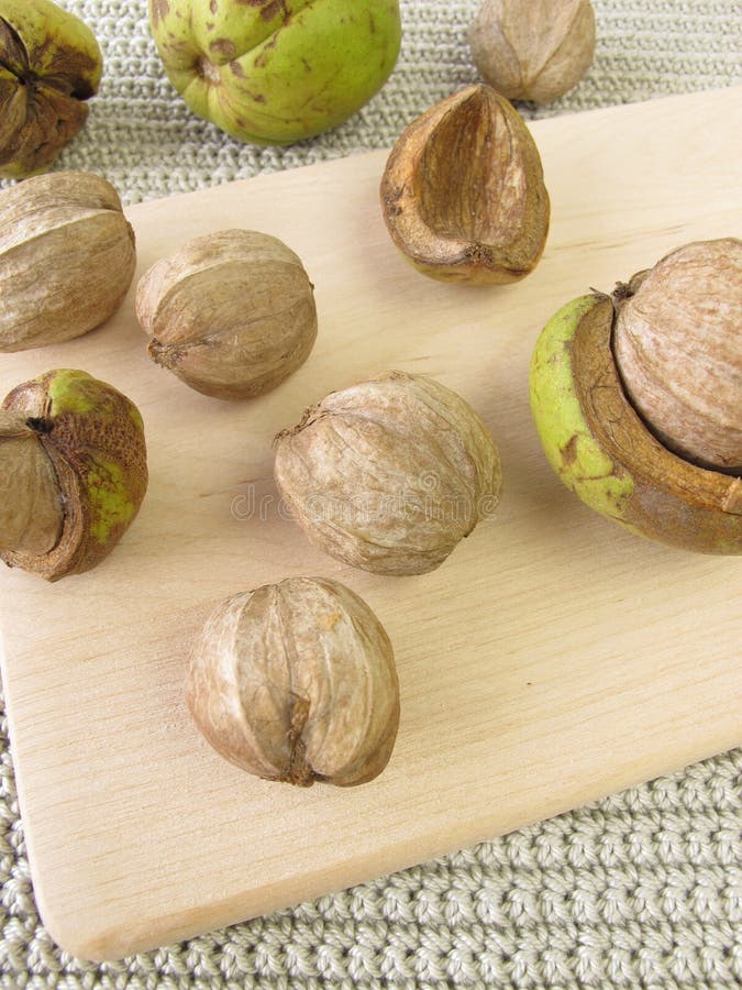 Shellbark hickory nuts stock image. Image of fruits, walnuts - 51225875